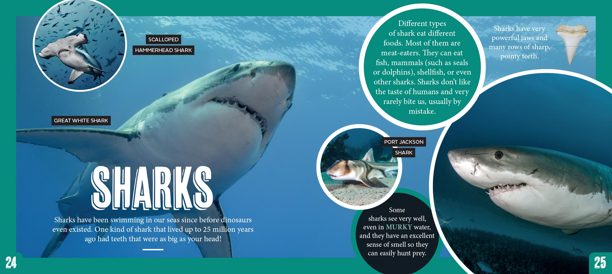 Australian Geographic Discover: Sea Life