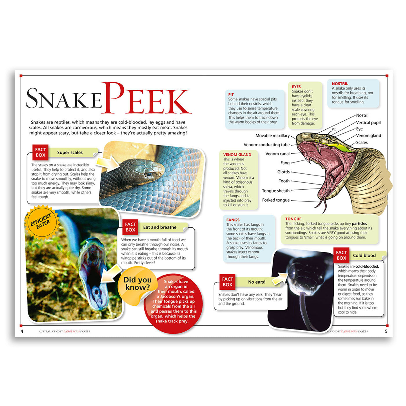 Australia’s Most Dangerous Snakes — Australian Geographic