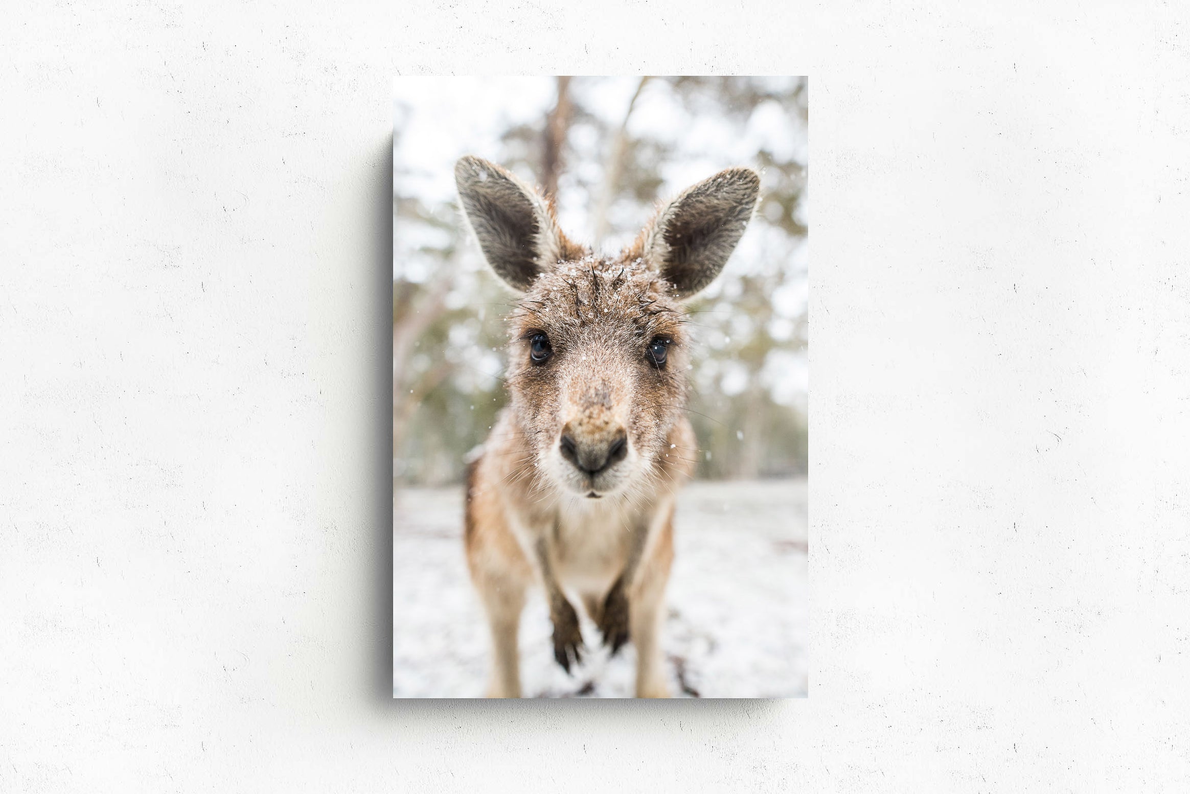 'Eric' by Charles Davis — Australian Geographic