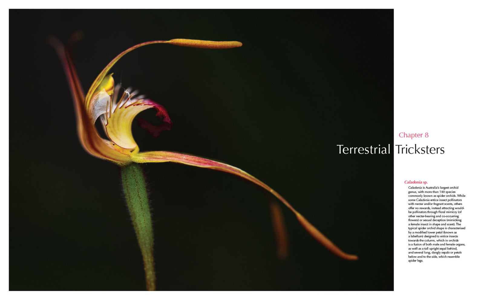 For the Love of Flora - Australian Geographic Books