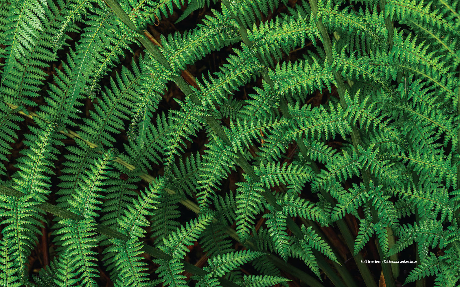 For the Love of Flora - Australian Geographic Books