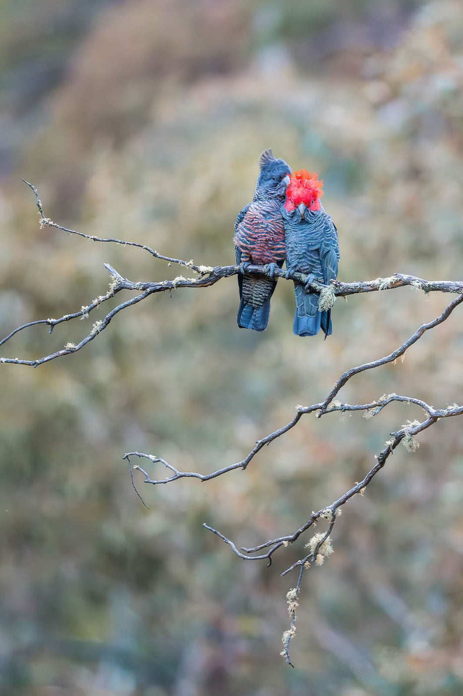 Gang Gang Couple' by Charles Davis — Australian Geographic