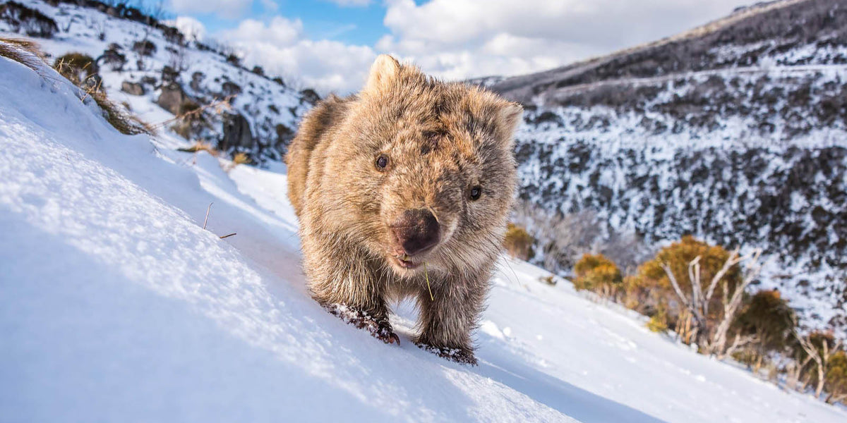 Sunny Wombat Smiles' by Charles Davis — Australian Geographic
