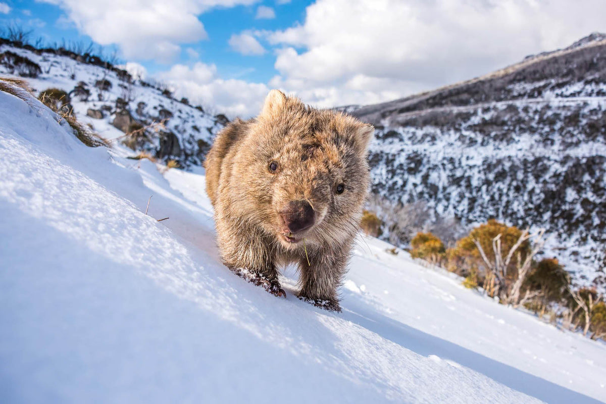 Sunny Wombat Smiles' by Charles Davis — Australian Geographic