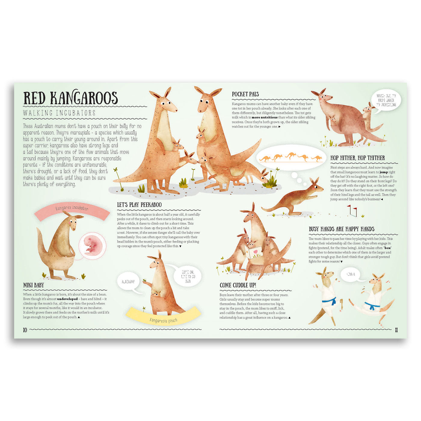 Why Kangaroos Have Pockets — Australian Geographic
