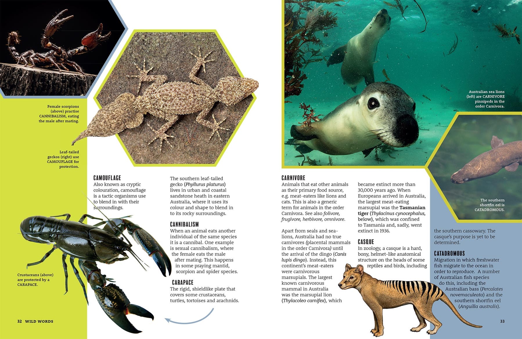 Wild Words - An Illustrated Dictionary of Scientific Terms — Australian ...