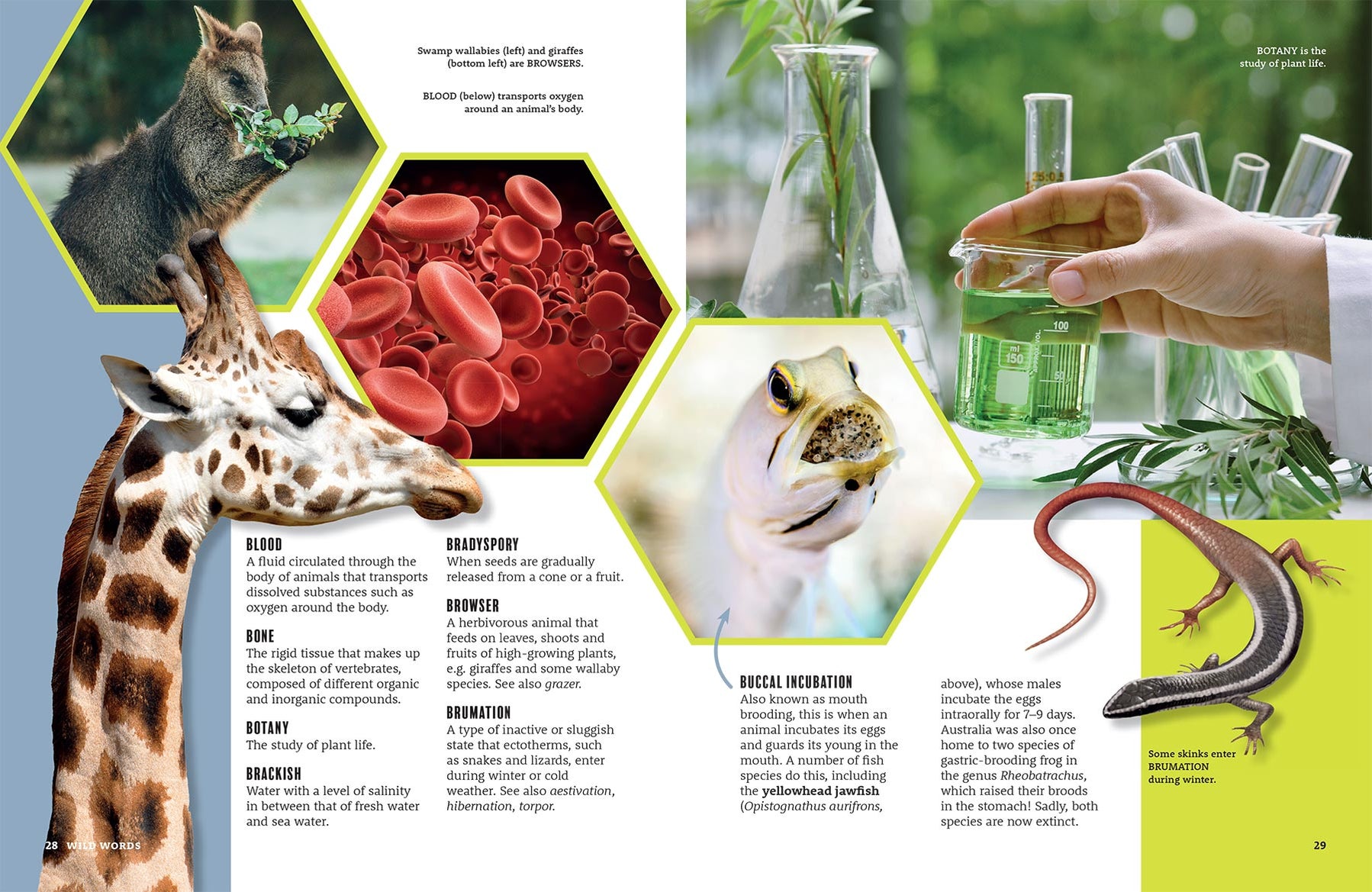 Wild Words - An Illustrated Dictionary of Scientific Terms — Australian ...