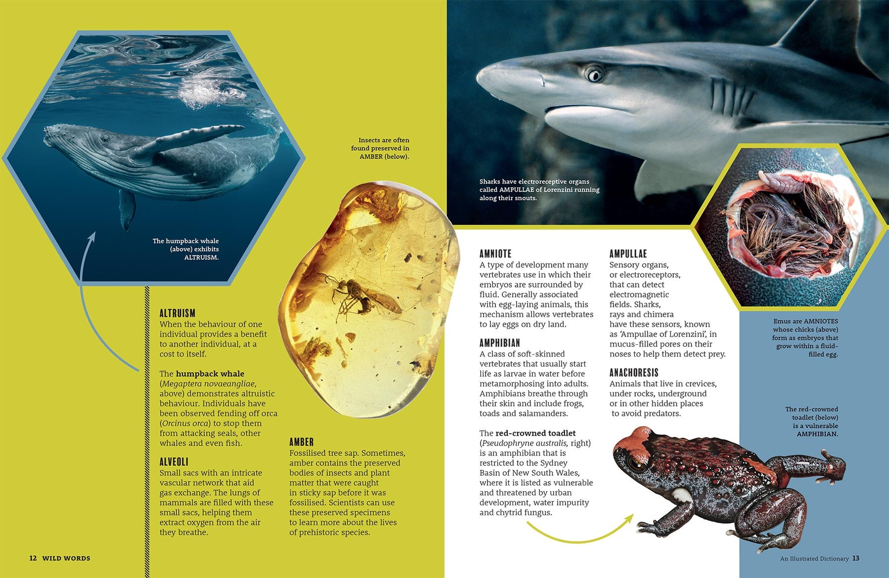 Wild Words - An Illustrated Dictionary of Scientific Terms — Australian ...