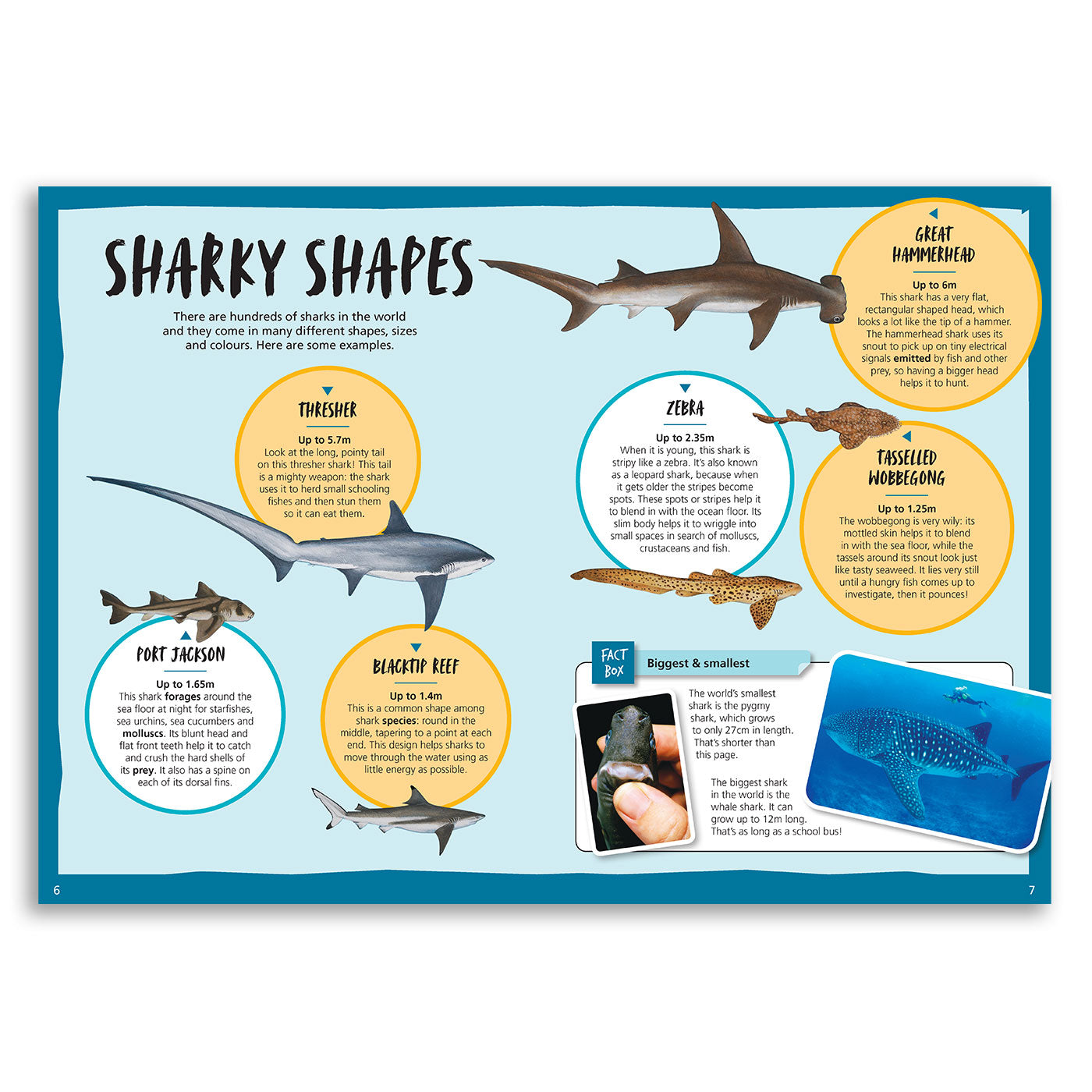 Australia’s Most Dangerous Sharks — Australian Geographic