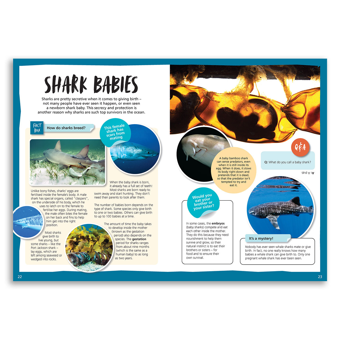 Australia’s Most Dangerous Sharks — Australian Geographic