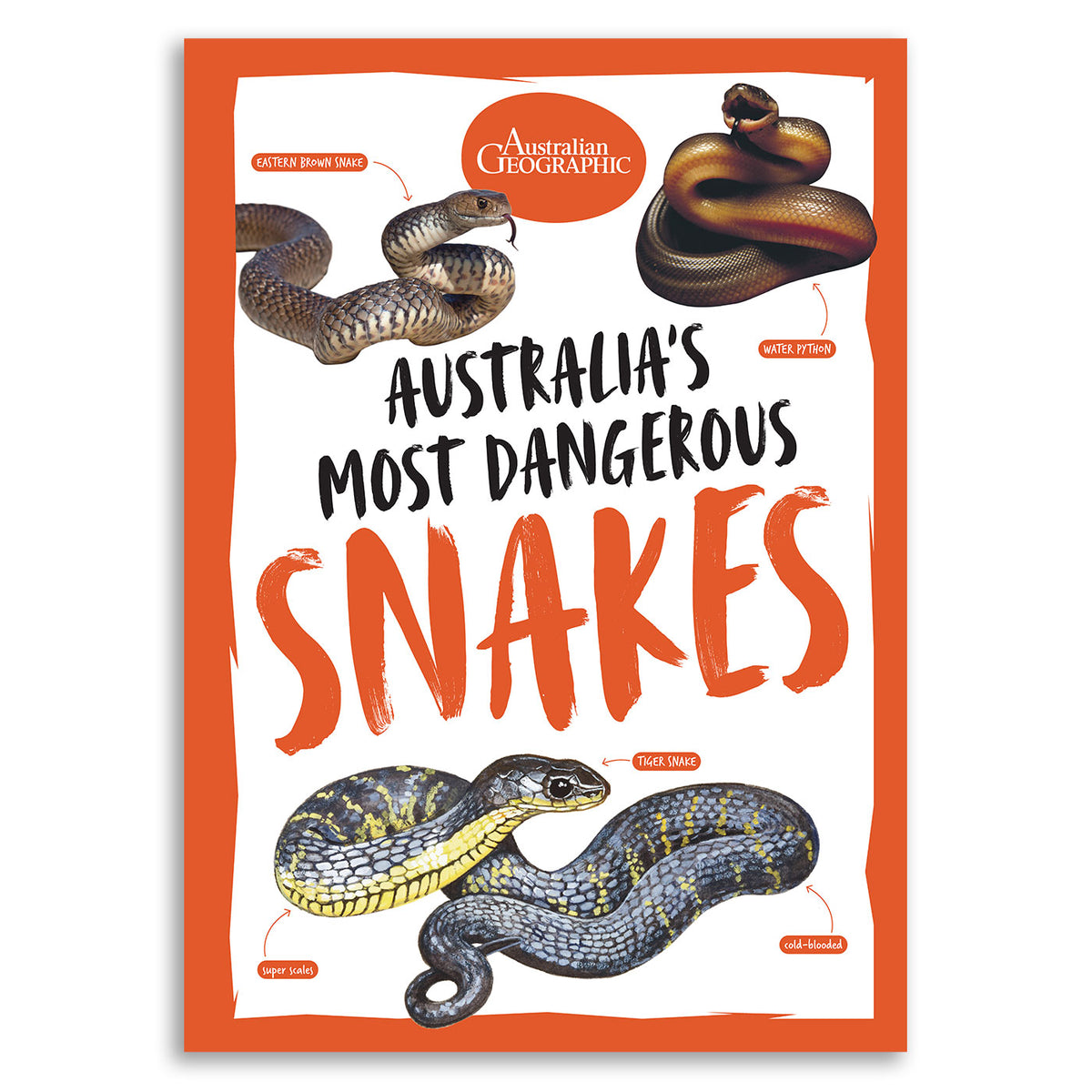 Australia's Most Dangerous Snakes — Australian Geographic