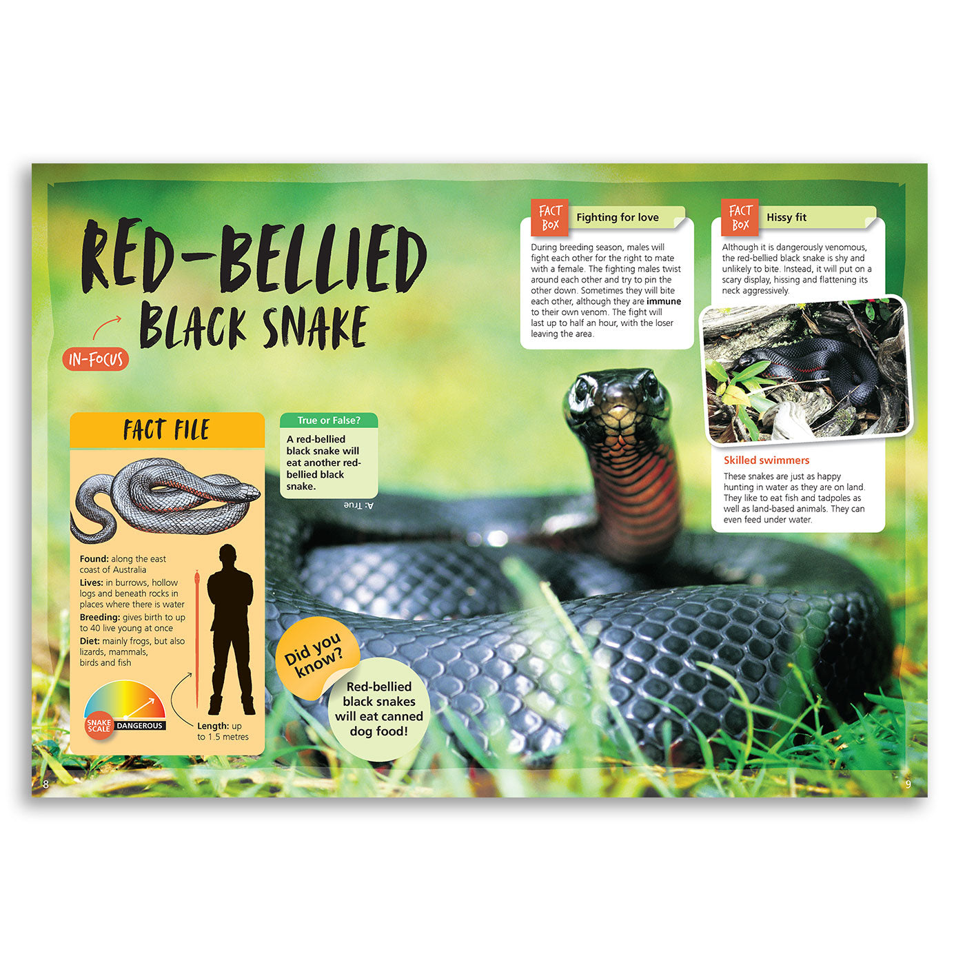 Australia’s Most Dangerous Snakes — Australian Geographic