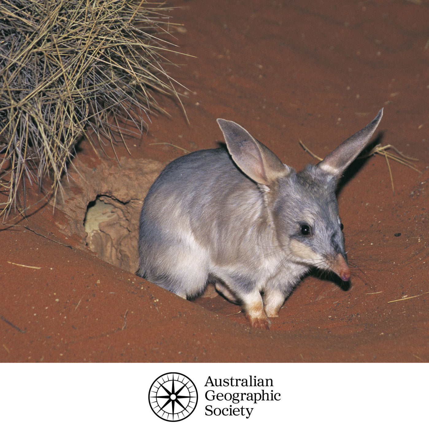 Bilbies, Not Bunnies | Australian Geographic Shop