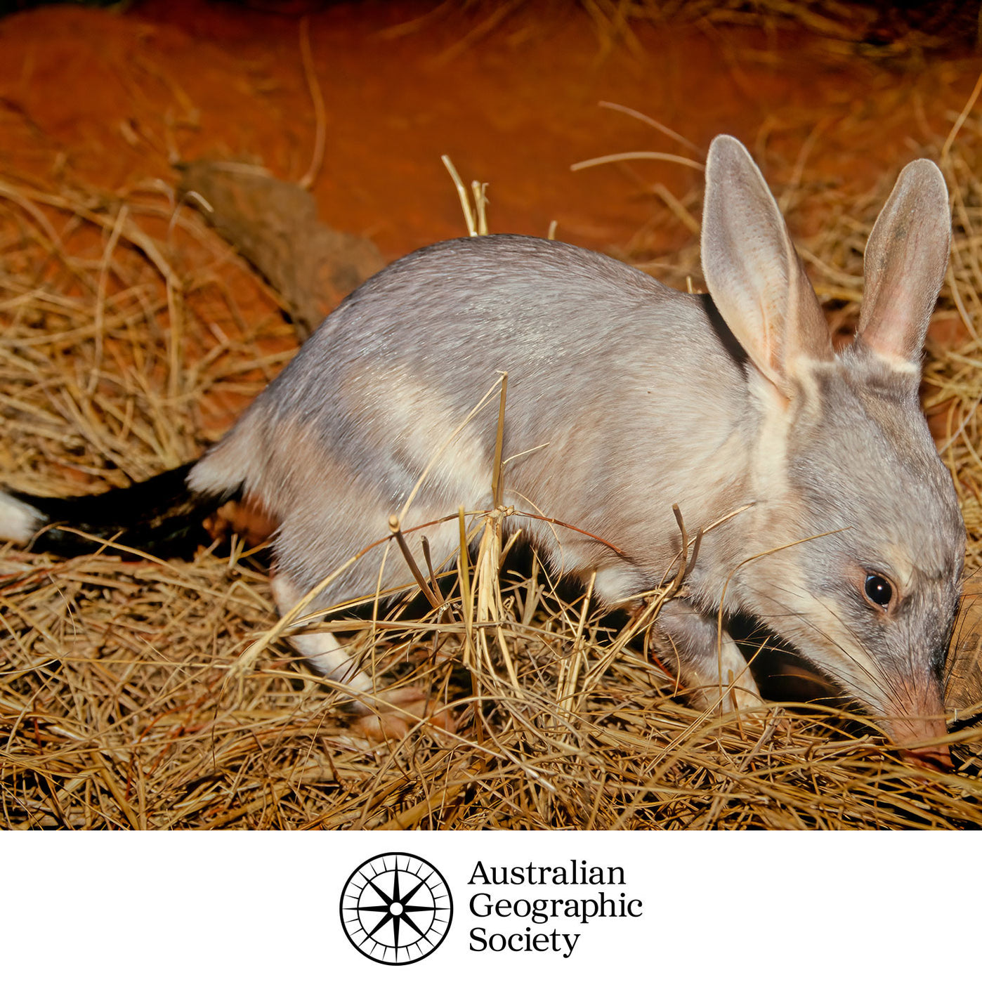 Bilbies, Not Bunnies | Australian Geographic Shop