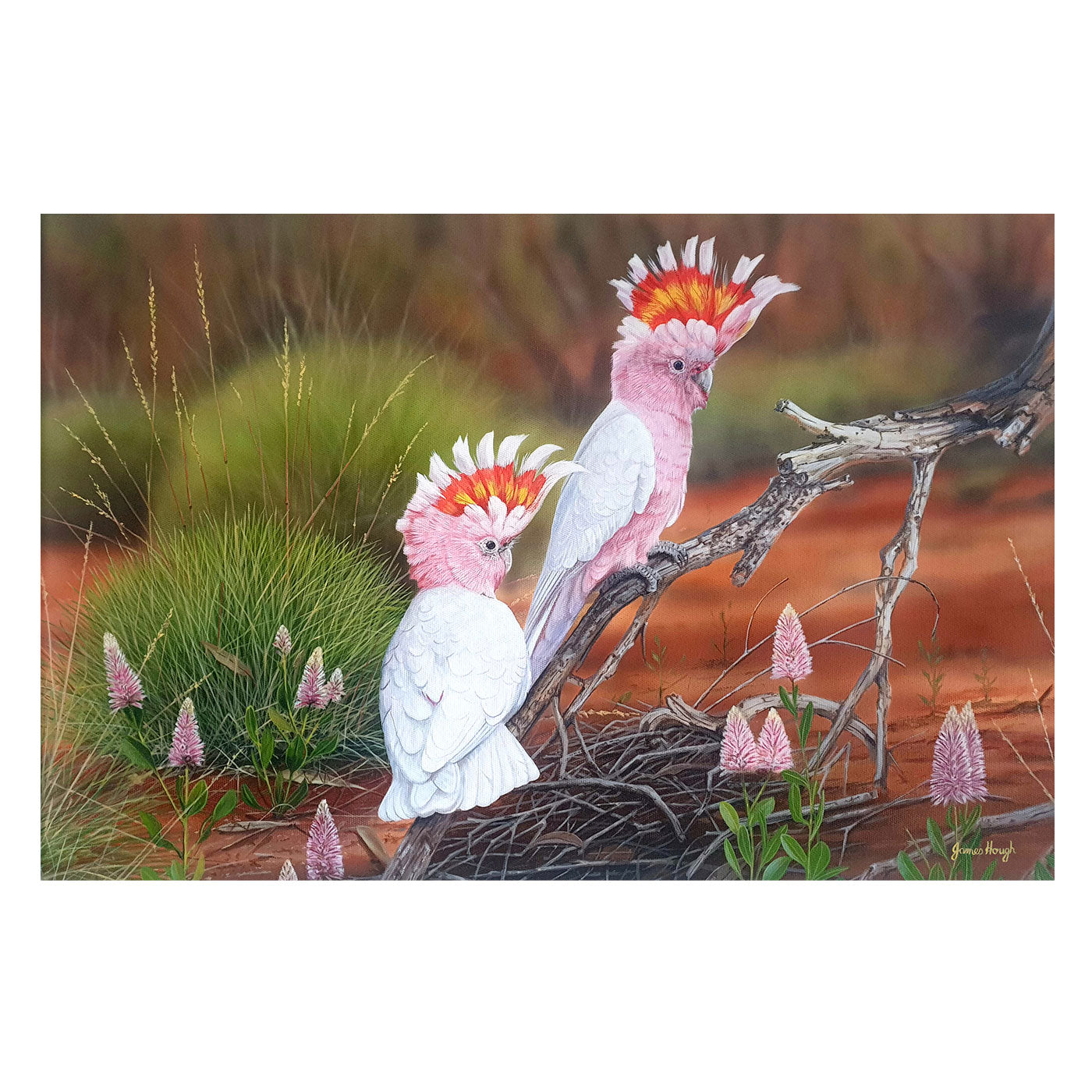 1000 Piece Jigsaw: Mulla Mulla Mallee and Majors — Australian Geographic