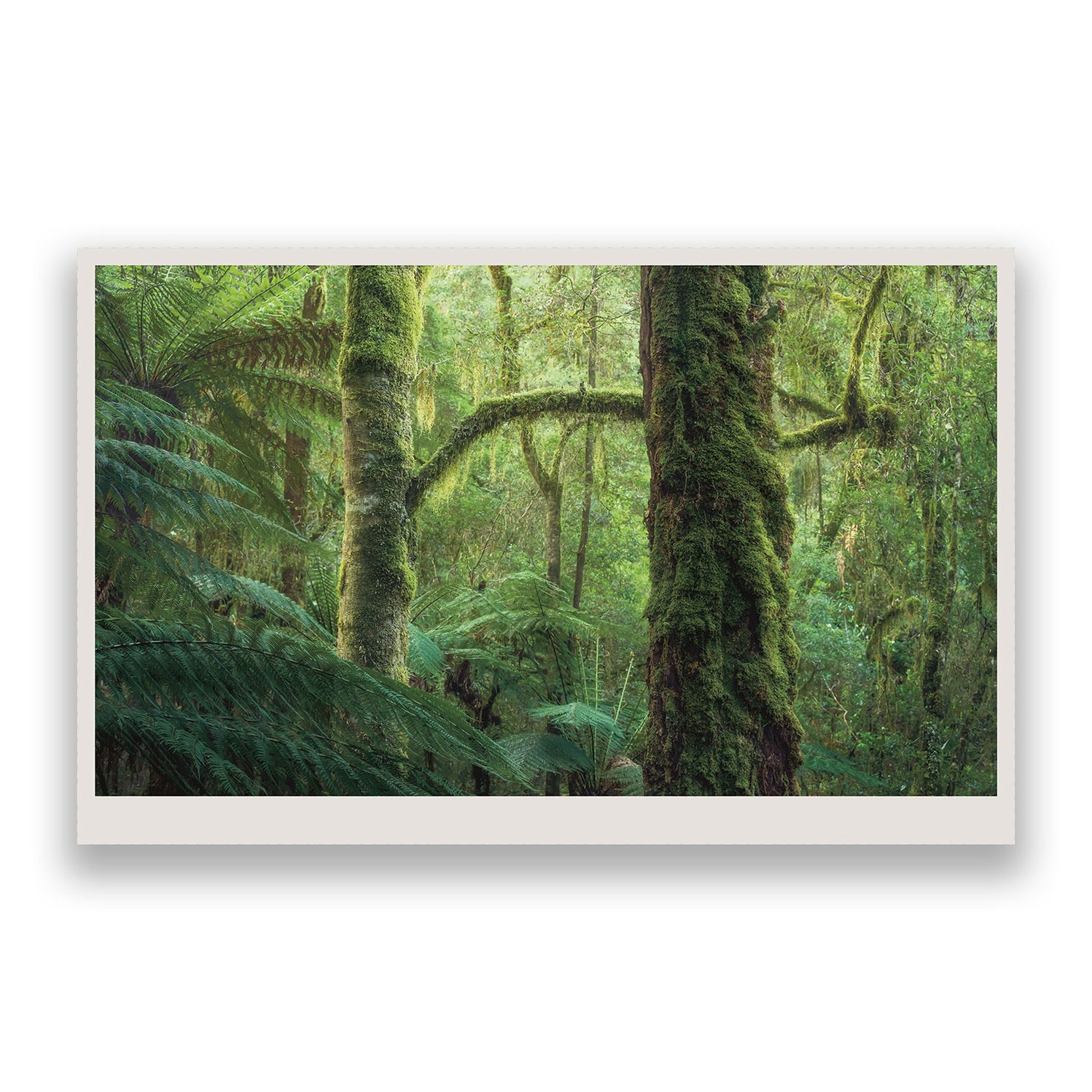 takayna | TARKINE - One of the last wild places on Earth — Australian ...