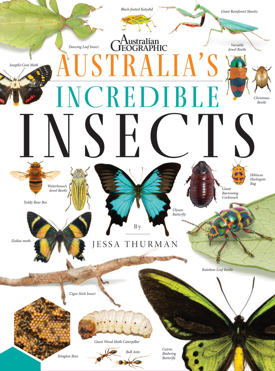 Australia's Incredible Insects — Australian Geographic